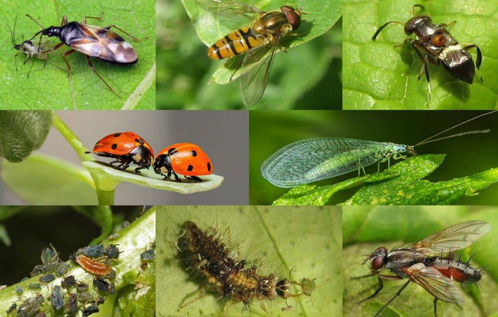 Calendário Da Horta Por Regiões Em Portugal | 2022