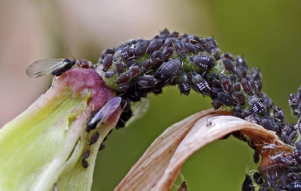 Afídeos | Conheça Melhor Esta Praga Das Culturas | 2025