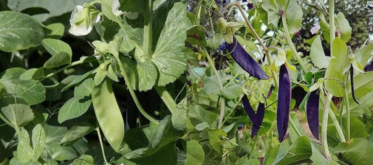 Ervilhas - Como Cultivar Na Horta E Em Casa - 2025