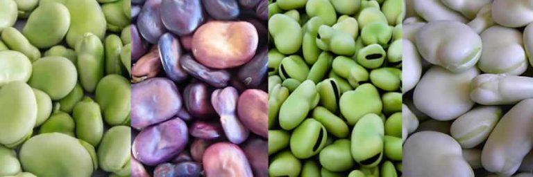 As Favas - Como Cultivar Corretamente Na Sua Horta - 2025