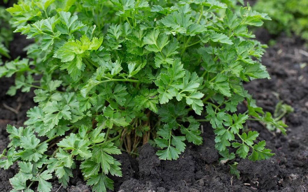 Como Cultivar Salsa Na Sua Horta Biológica - 2025