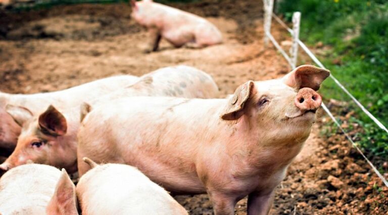 Qual O Melhor Estrume Para A Horta: Guia Detalhado - 2025