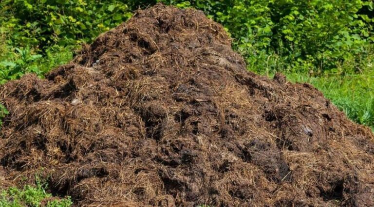 Qual O Melhor Estrume Para A Horta: Guia Detalhado - 2025