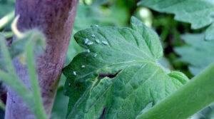 Pragas Dos Tomateiros: Como Combater De Modo Natural - 2025