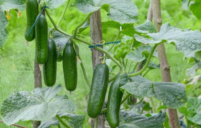 Guia Prático para cultivar louro na horta - 2025