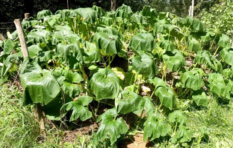 Feijão: Guia Prático Para Cultivo Biológico Na Horta - 2026